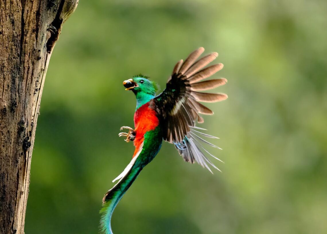 ¿En dónde habita aún el Quetzal, ave símbolo de Guatemala?