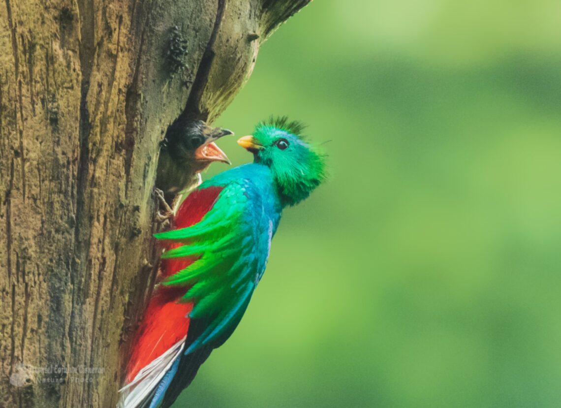 ¿En dónde habita aún el Quetzal, ave símbolo de Guatemala?