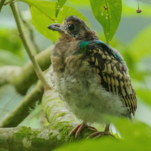 ¿En dónde habita aún el Quetzal, ave símbolo de Guatemala?
