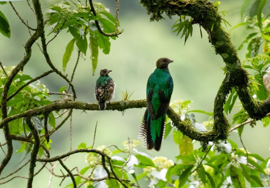 El Quetzal, ave símbolo de Guatemala: 10 datos emblemáticos