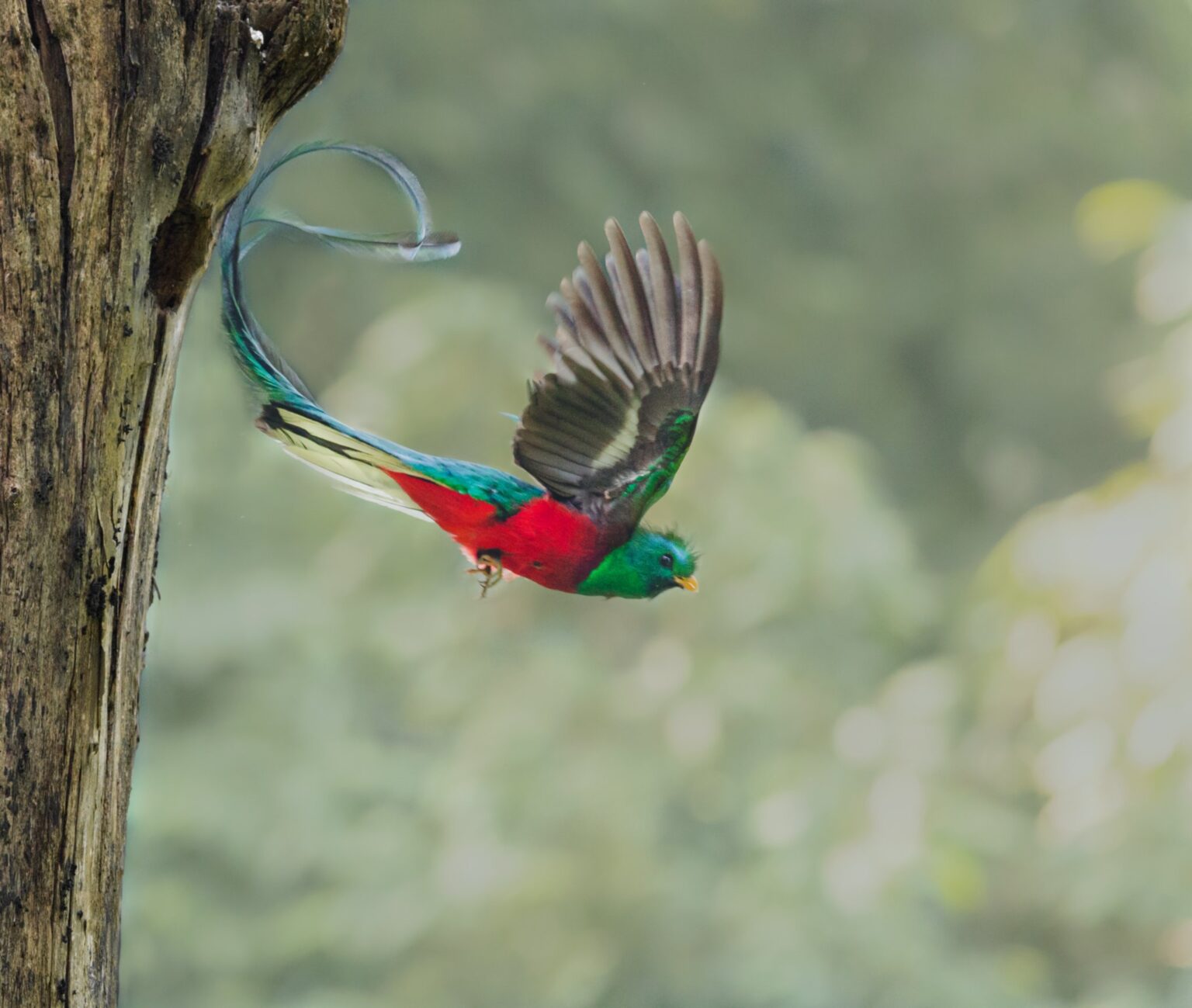 ¿En dónde habita aún el Quetzal, ave símbolo de Guatemala?