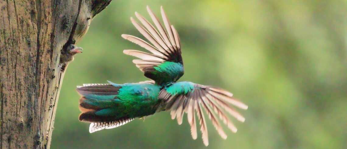 ¿En dónde habita aún el Quetzal, ave símbolo de Guatemala?