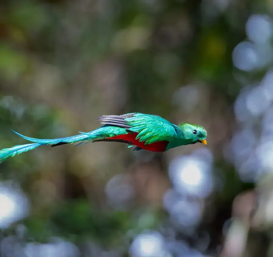 Chapines Fest en Nueva York se celebrará este 16 de junio