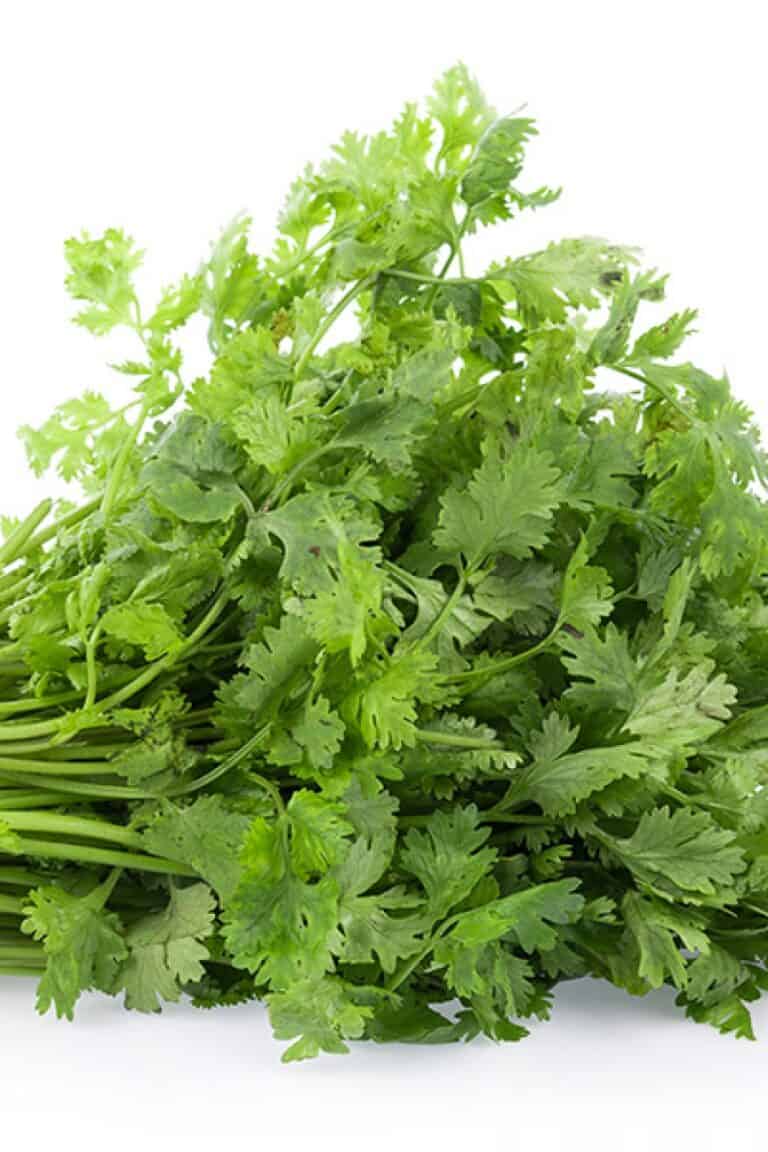 Siete hierbas muy guatemaltecas: su origen y uso tradicional