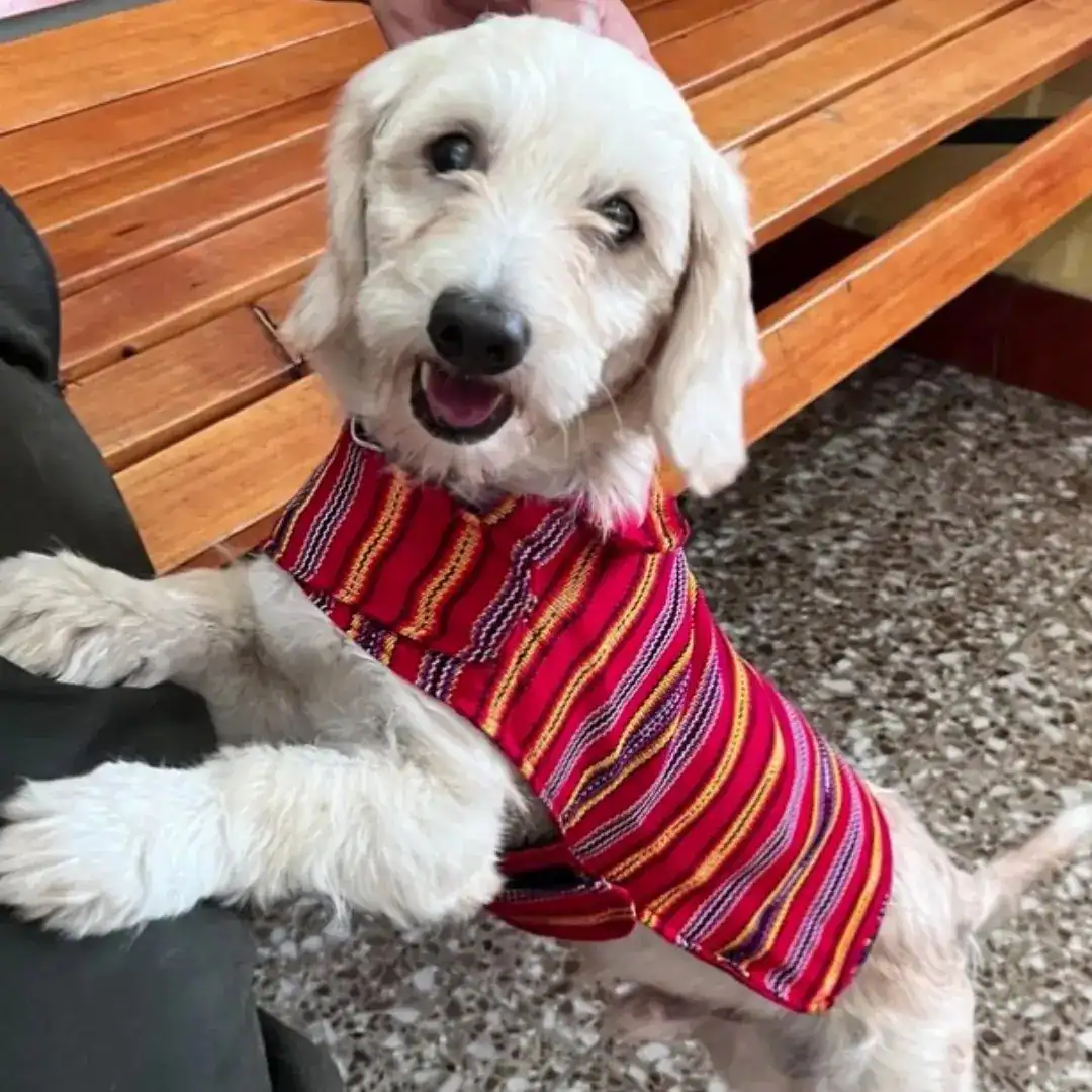 Mayan Dog: un negocio que combina amor por las mascotas