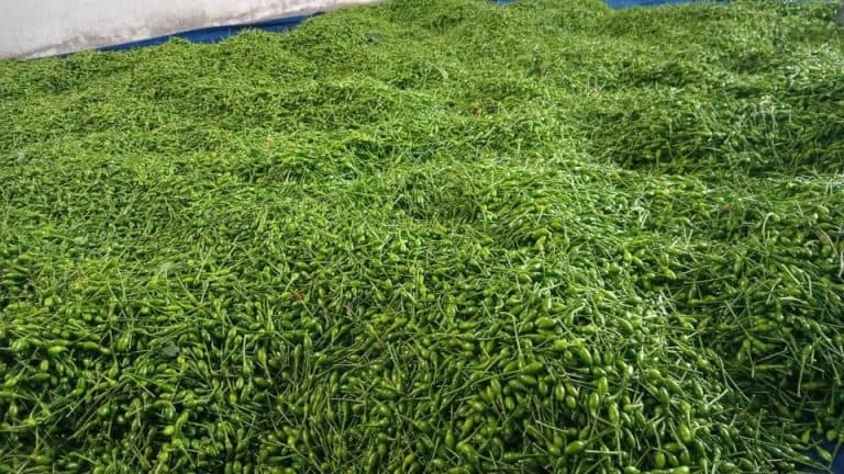 El Chiltepe es ingrediente picante guatemalteco que enciende sabores y ...